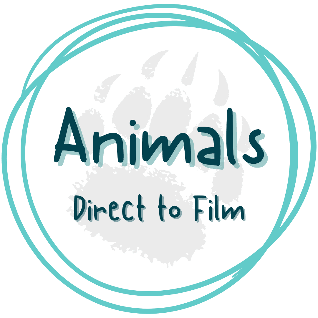 Animal DTF Transfers - Unique UV DTF Printing Collection – Pressing Images
